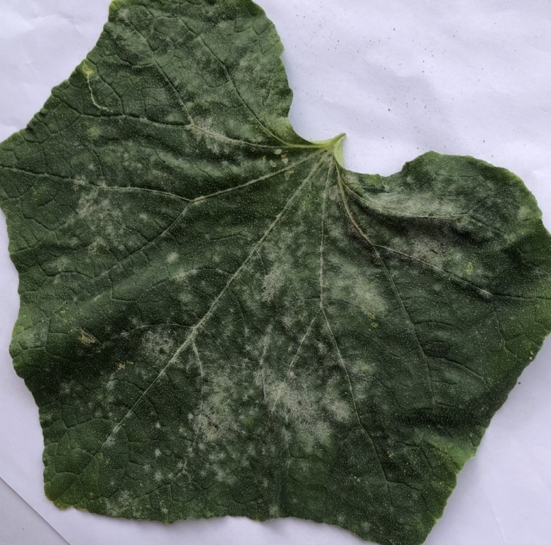 powder Object Detection Model by gamal khaled