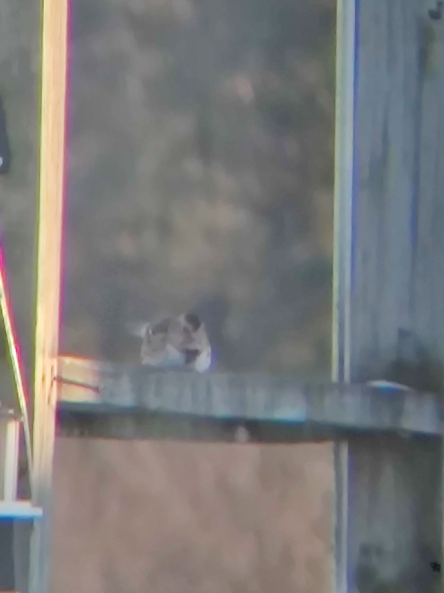 Birds Object Detection Dataset by Bees