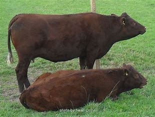 Cattle Object Detection Model by Madhudhanush