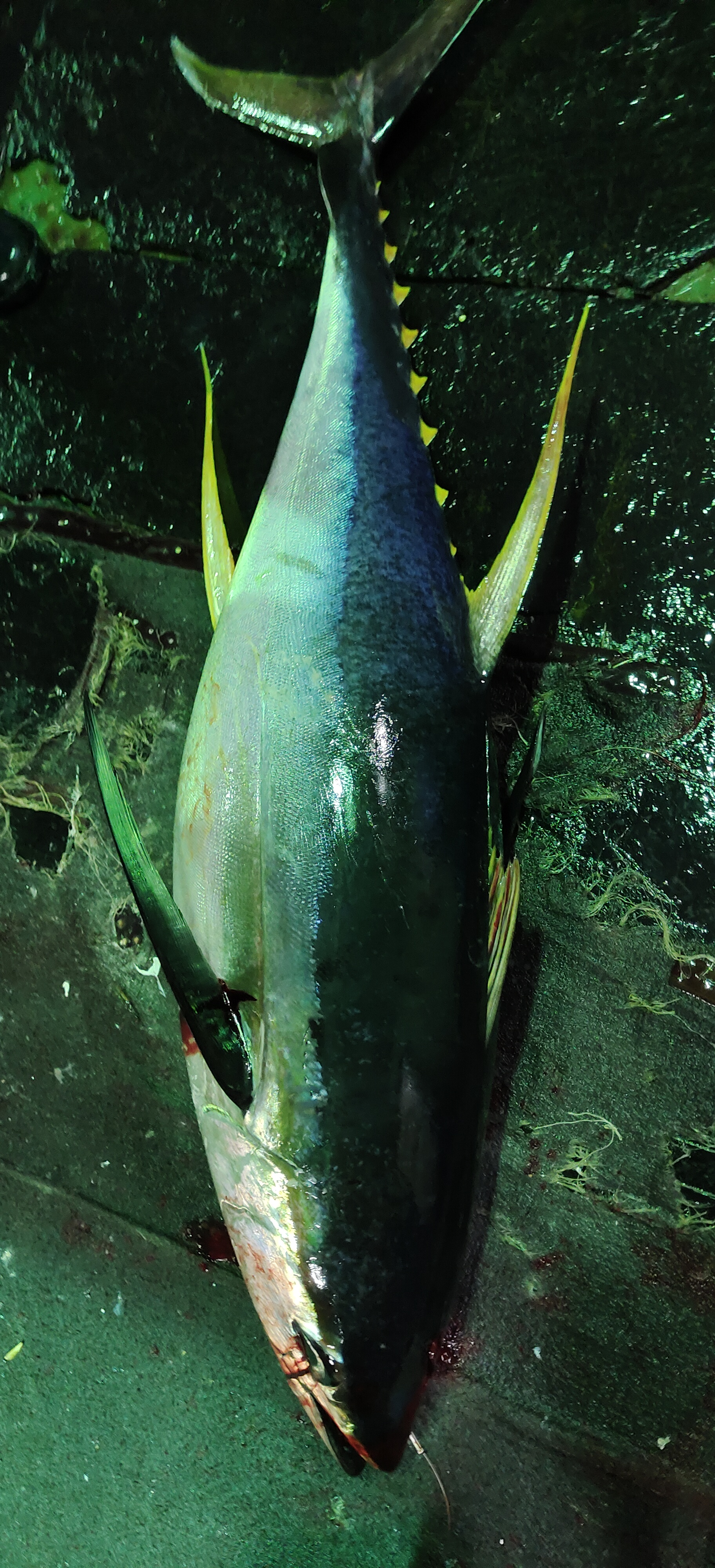 Tuna Model Object Detection Model by WenJie Xu