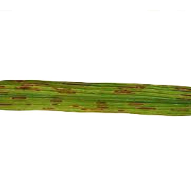 Paddy Disease Object Detection Dataset And Pre Trained Model By Test