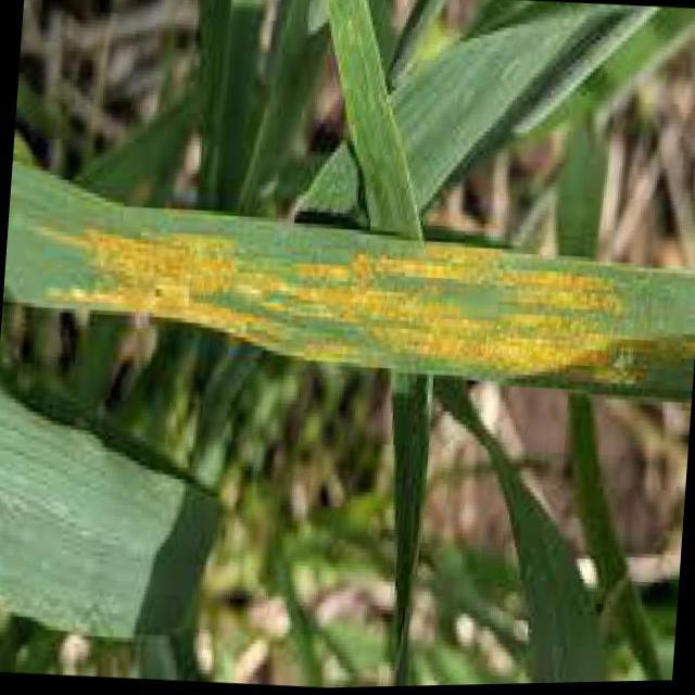 Wheat Disease Object Detection Dataset By Wheatdisease