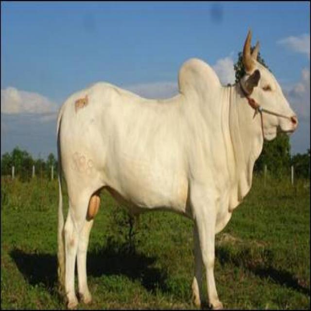 Cattle-Movement-Detection Instance Segmentation Dataset by m