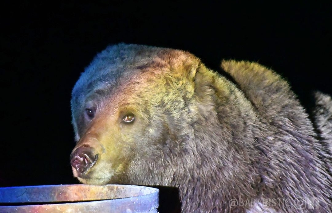 Himalayan brown bear Object Detection Dataset by new