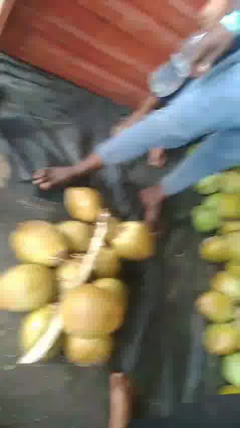 Coconuts Object Detection Dataset by Traindataset