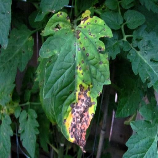 fp Classification Dataset and Pre-Trained Model by summerintern