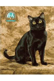 CAT CLASSIFICATION Classification Dataset by UNIB