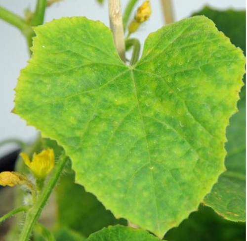 Daun-Mangga Object Detection Dataset and Pre-Trained Model by belajar labeling