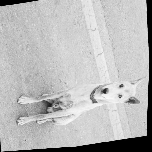 dog-breeds Object Detection Dataset by dogbreed