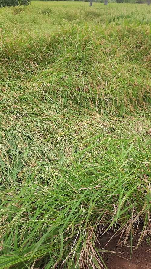 paddy Classification Dataset by jeni