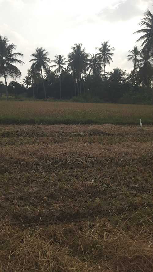 paddy Classification Dataset by jeni