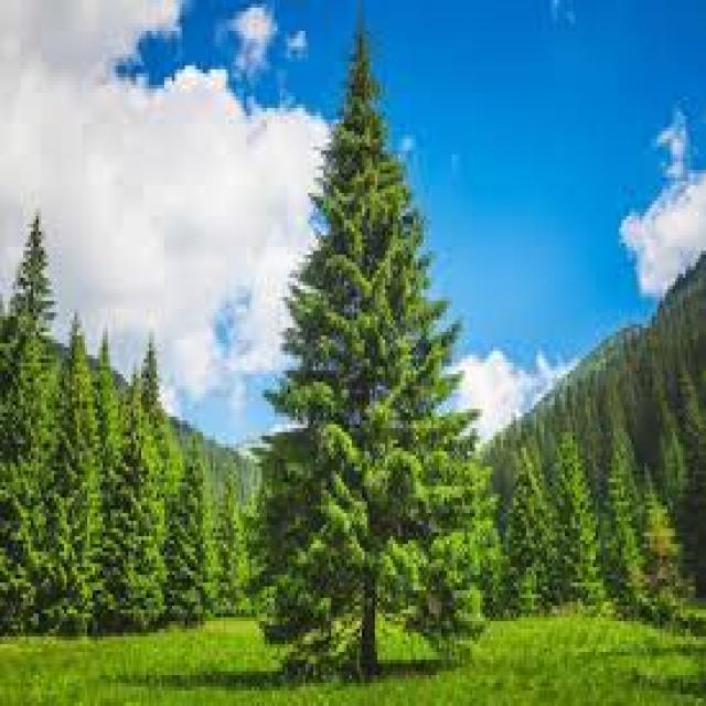 obj_count Object Detection Dataset and Pre-Trained Model by mohsen