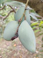 Mango dataset (mango-dataset-hskjo) - Roboflow Universe