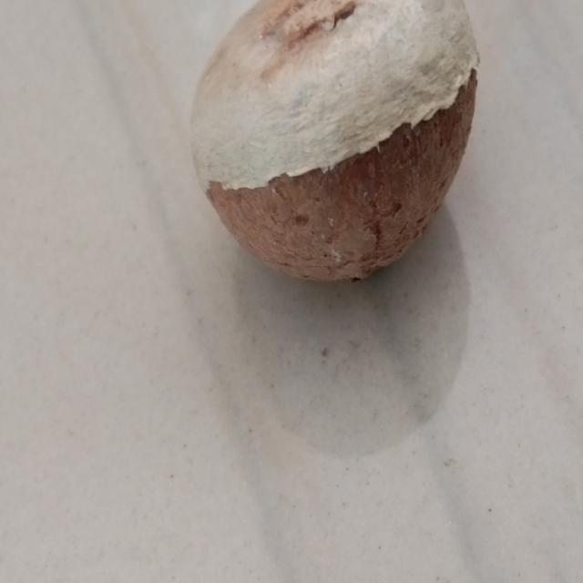 Arecanut Object Detection Dataset By Pes University