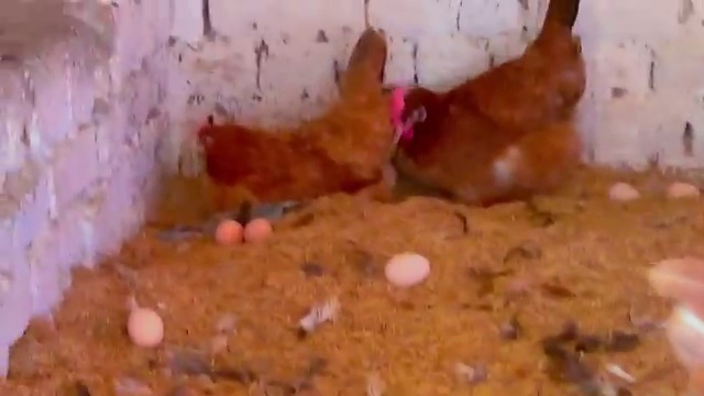 Chicken Object Detection Dataset And Pre Trained Model By Poultry