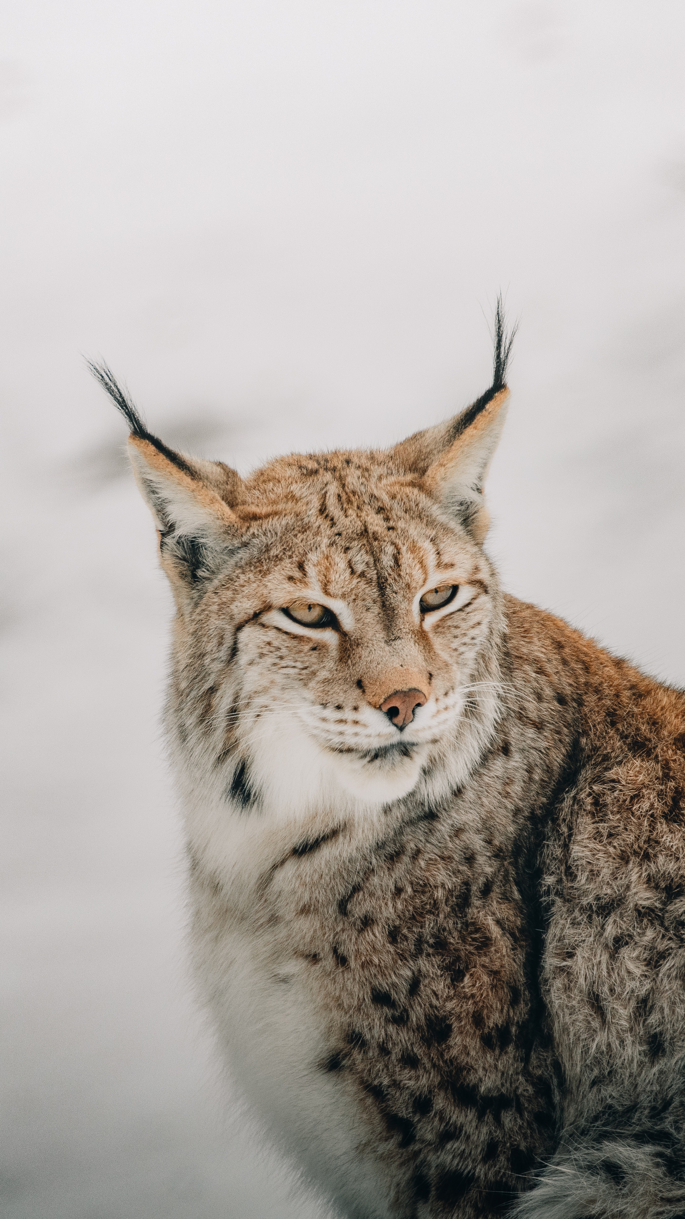 lynx Object Detection Model by Lynx