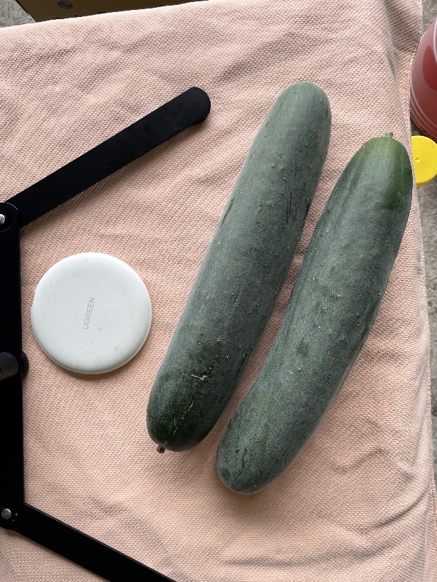 cucumber Instance Segmentation Dataset and Pre-Trained Model by Kevin