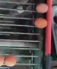 egg Object Detection Dataset by 李帅