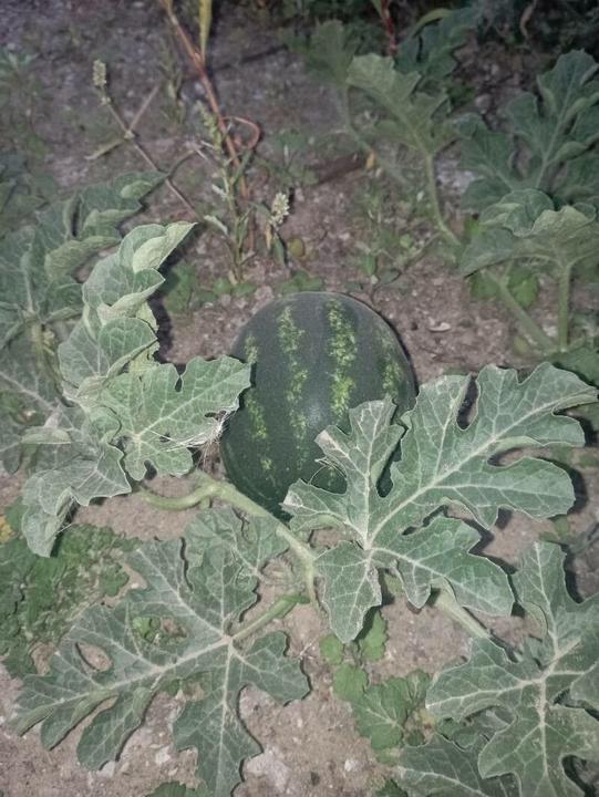 RealMelonMasterV2 Instance Segmentation Dataset by Master Thesis Nozaki Lab