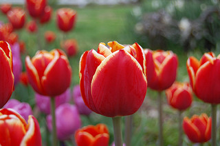 flower_detection Object Detection Dataset and Pre-Trained Model by pinpatsorn