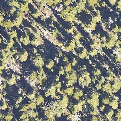 tree_top_view Object Detection Dataset by topview