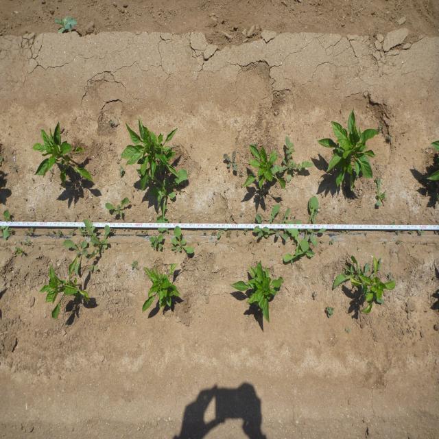 Weed Yolov12 Object Detection Dataset And Pre Trained Model By Abhijeet