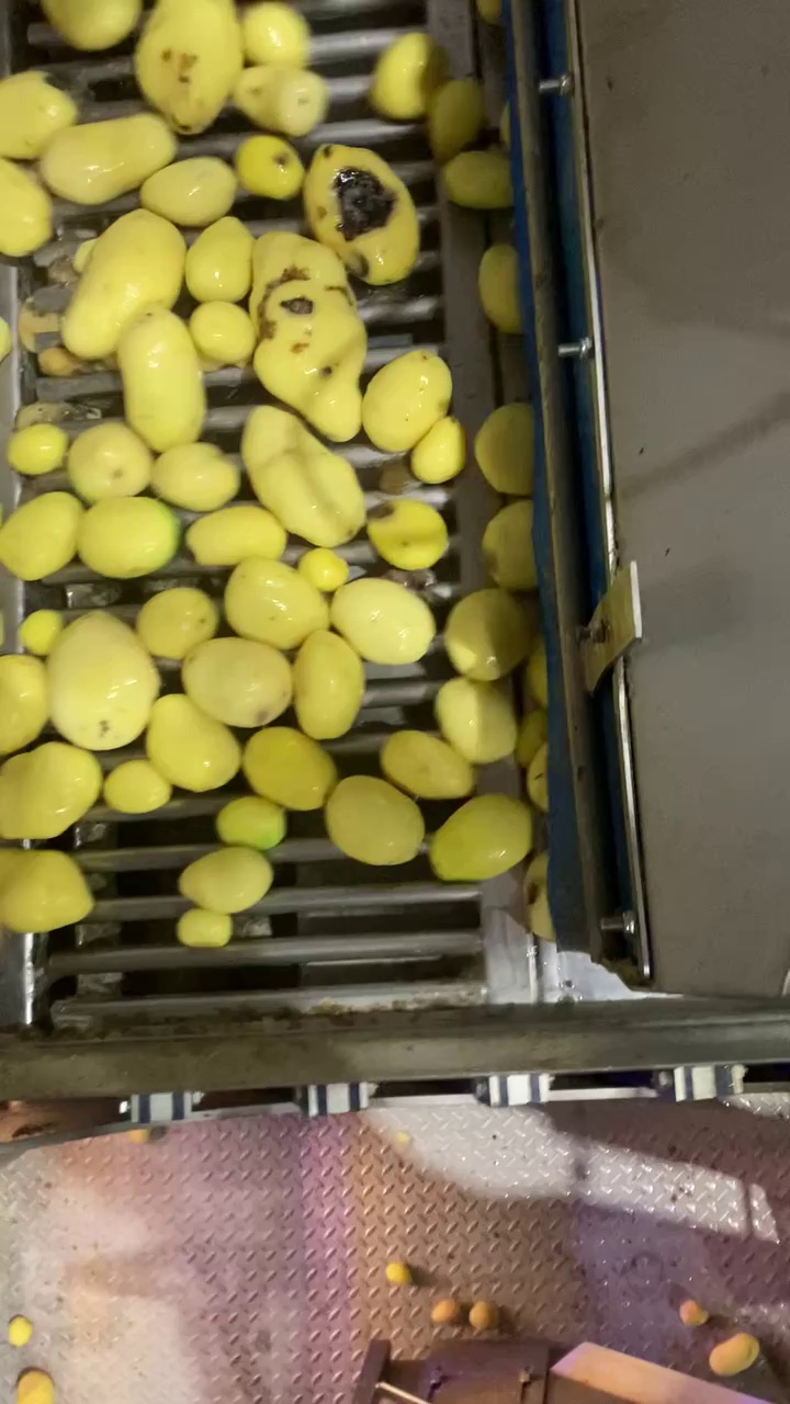 potato_segmenter Instance Segmentation Dataset by potatosegmentation