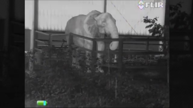 animal detection Object Detection Dataset by maneesha