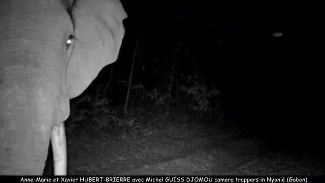 elephant 2 Object Detection Dataset by maneesha