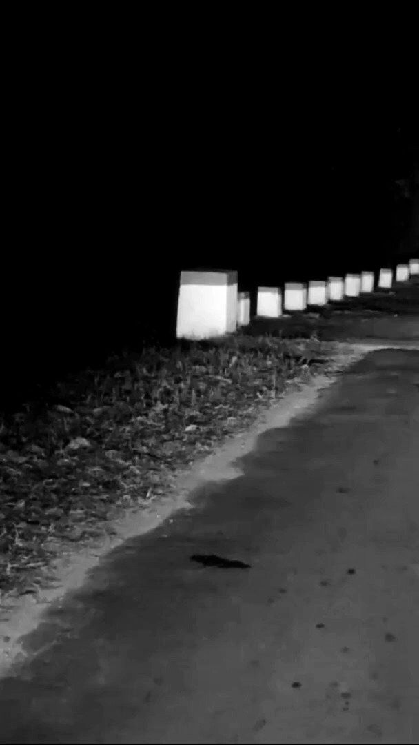 tiger Object Detection Dataset by maneesha