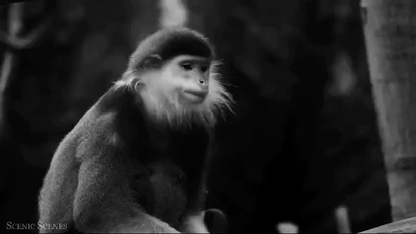 monkey Object Detection Dataset by maneesha