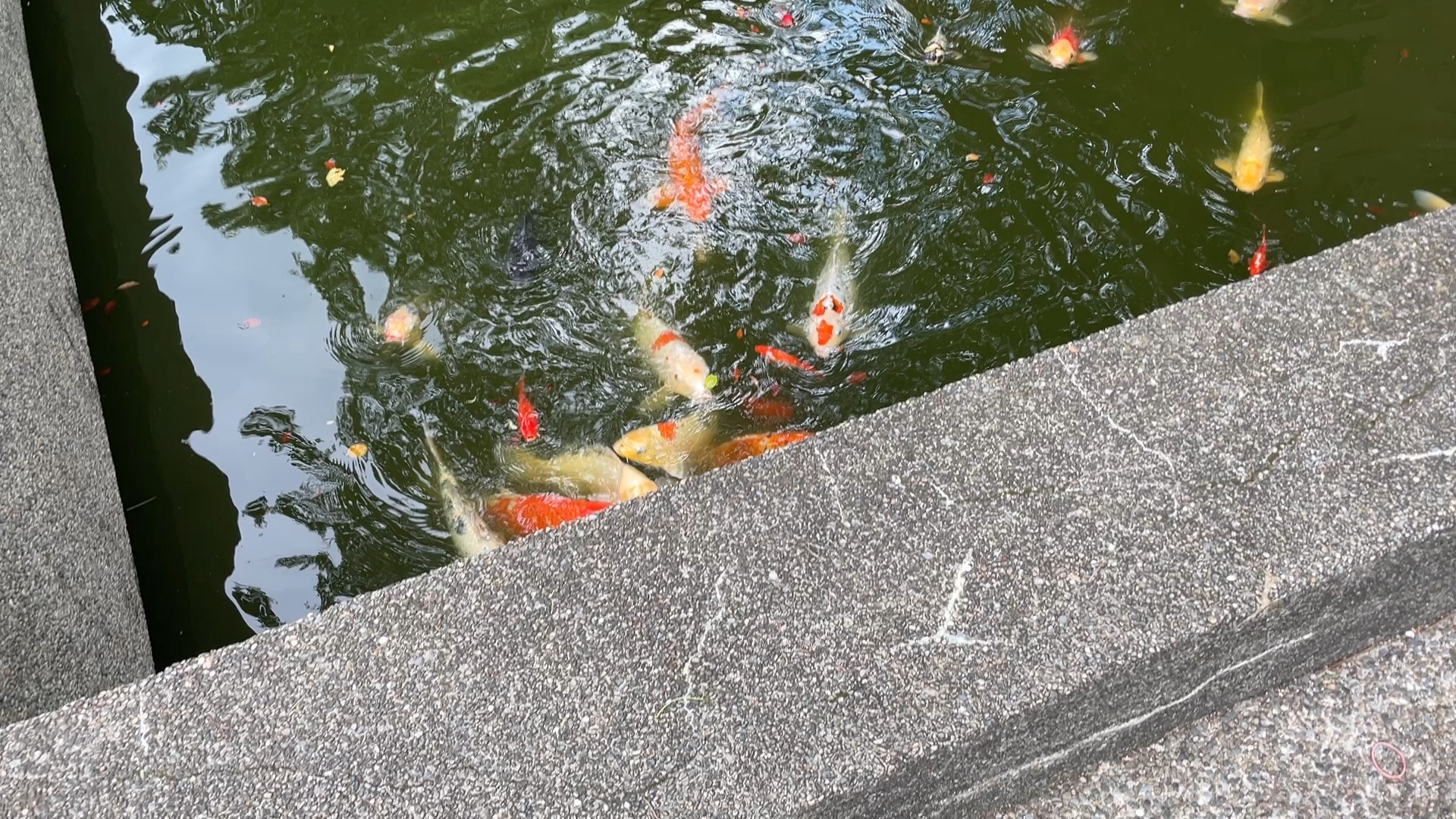 fish2 Object Detection Dataset and Pre-Trained Model by fish bottle