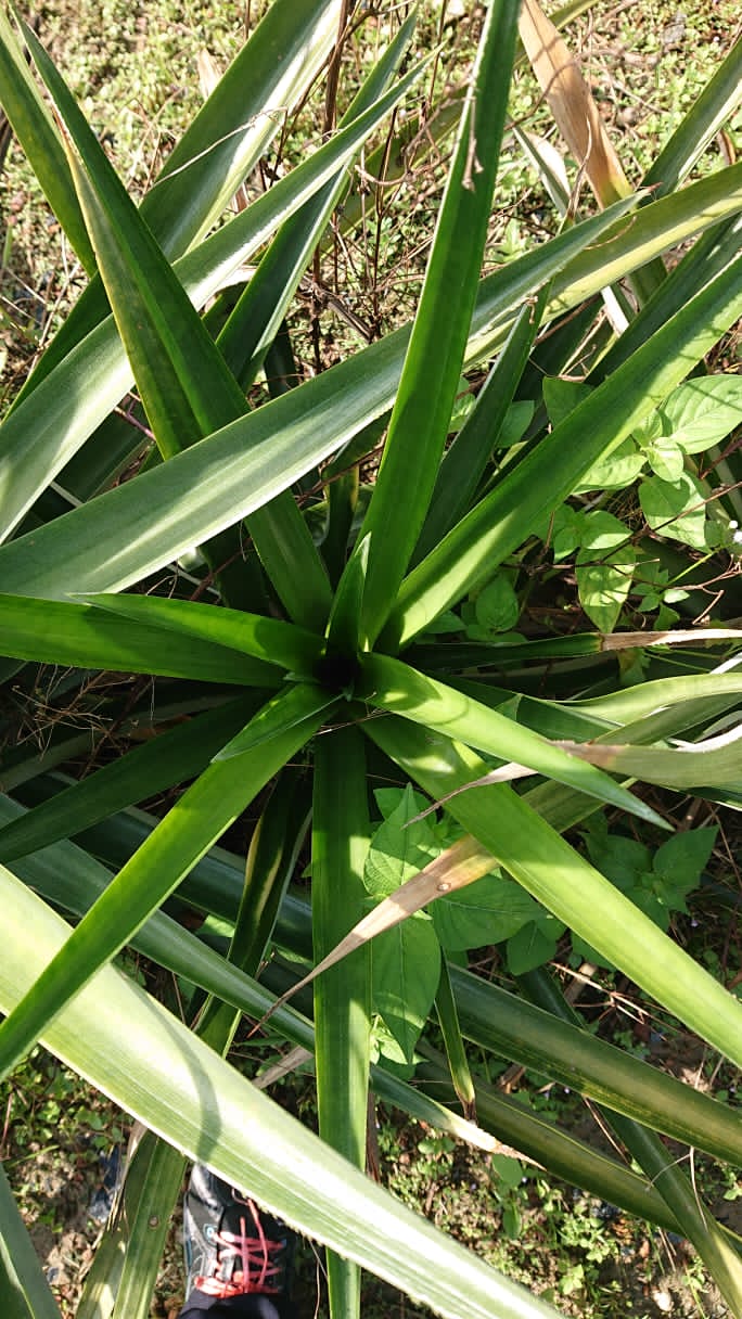 PINEAPPLE CROWN MODEL Object Detection Dataset and Pre-Trained Model by FINAL YEAR PROJECT ...