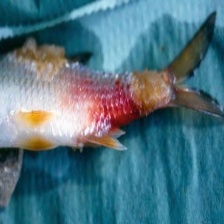 Fish Disease Classification Model by Eki