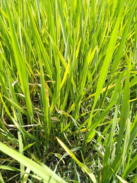 paddy_diseaseDetection Instance Segmentation Model by VNRMiniProject