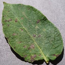 Plant Disease 2 Object Detection Model by Maladies des plantes