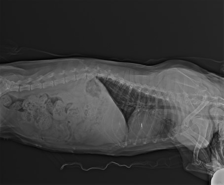 Bone Detection system Instance Segmentation Dataset by Vet