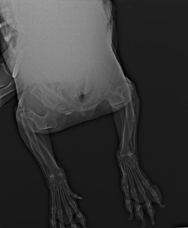 Bone Detection system Instance Segmentation Model by Vet