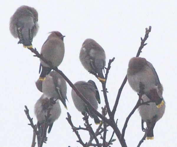 Birds Detection Object Detection Dataset By Lior Rogov