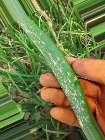 onion-disease 2 Object Detection Dataset by skripsi