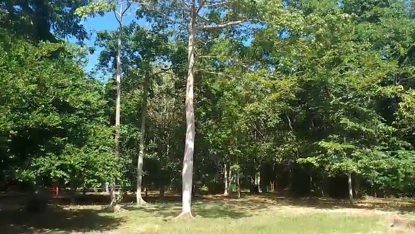 Trunk Tree Instance Segmentation Dataset and Pre-Trained Model by ...