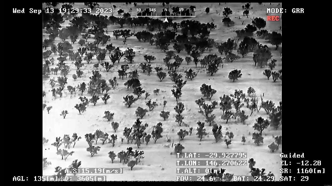 Feral-Pigs Object Detection Dataset by WeedDetection