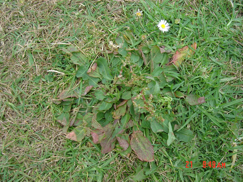 weeds detection in the lawn Object Detection Model by weed detection