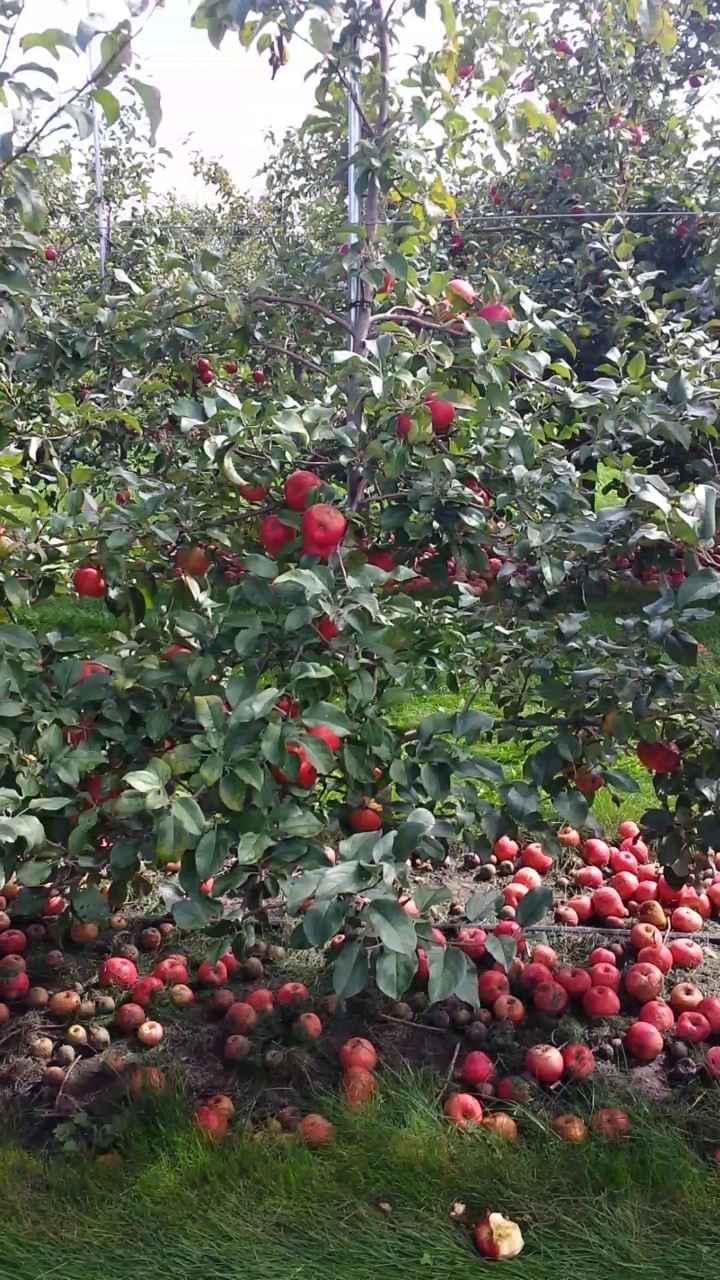 Apple Counting Test 2 Object Detection Dataset And Pre Trained Model By