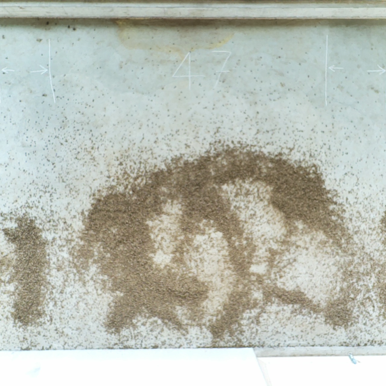 Broiler Chicken Object Detection Dataset And Pre Trained Model By Gel