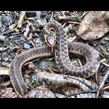 Snakes Object Detection Model by AIsnake