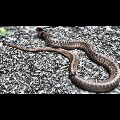 snake detection Object Detection Model by AIsnake