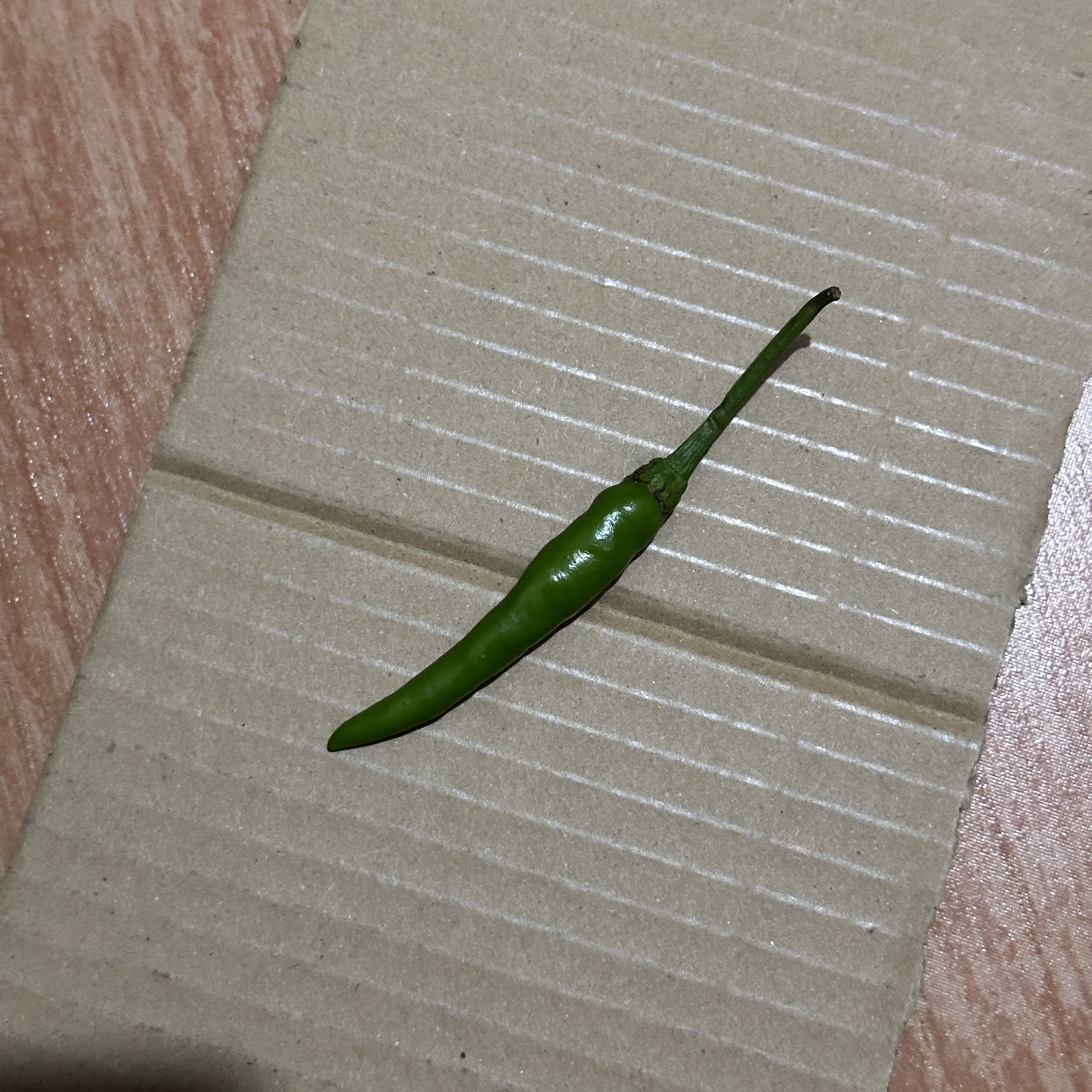 ChiliSorter Classification Dataset by RoboticArm