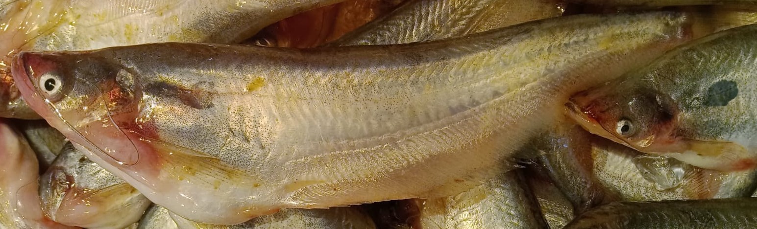 The-Pabda-Fish Object Detection Dataset by Orakatul Jannat
