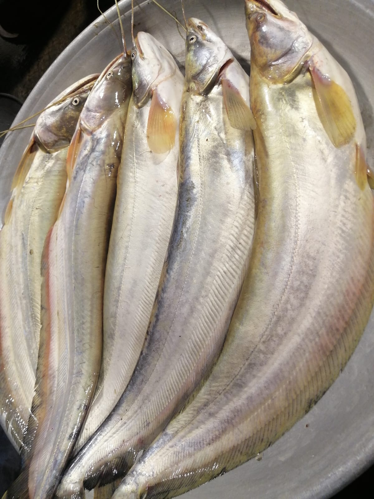 The-Boal-Fish Object Detection Dataset by Orakatul Jannat